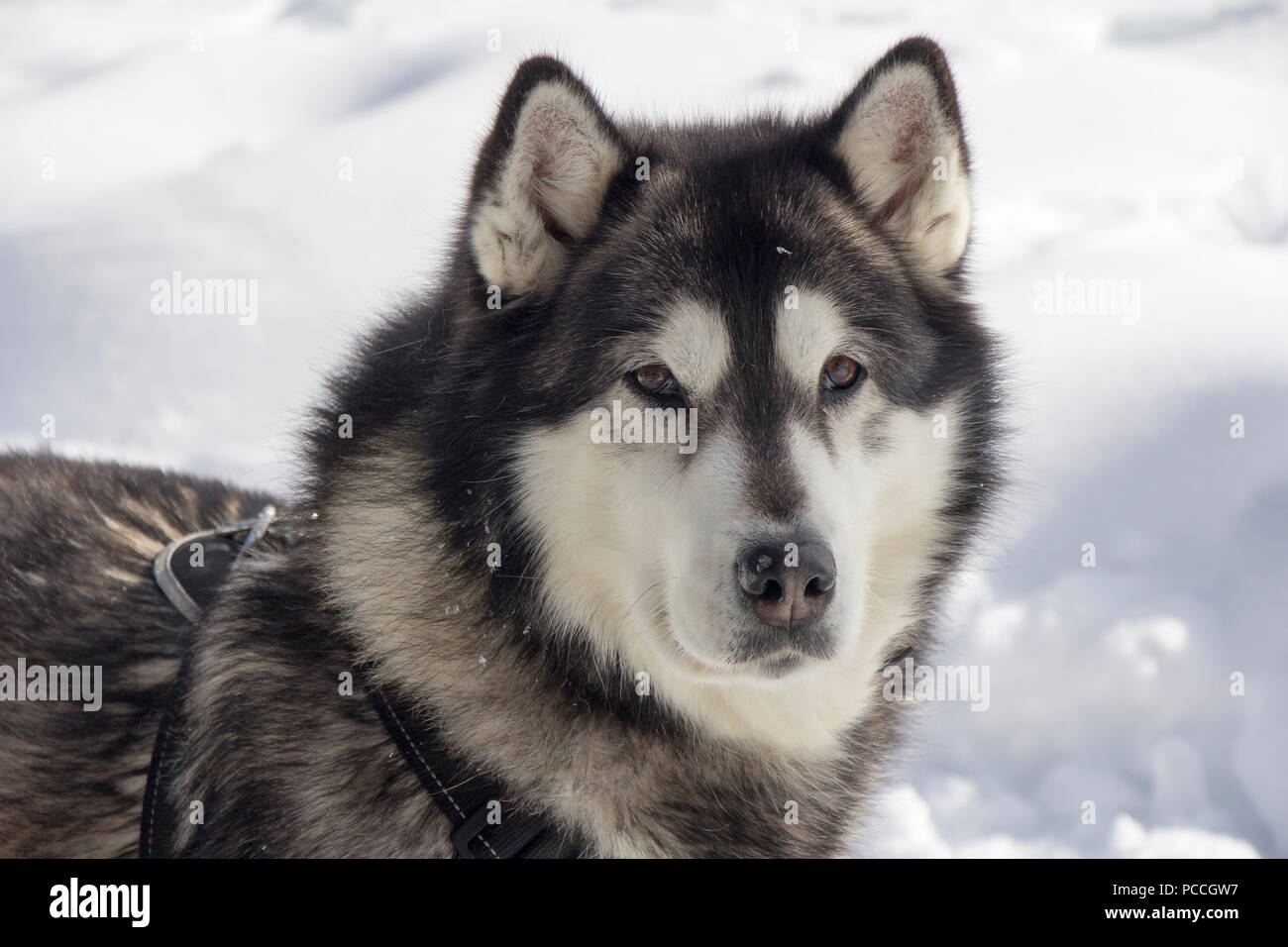 Dog husk outdoors on the snow Stock Photo - Alamy