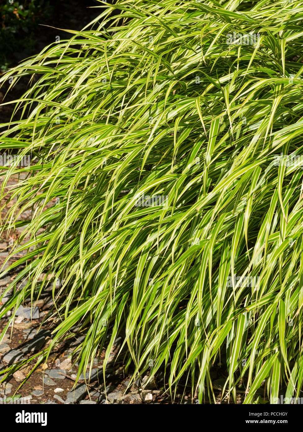 Japanese forest grass hi-res stock photography and images - Alamy