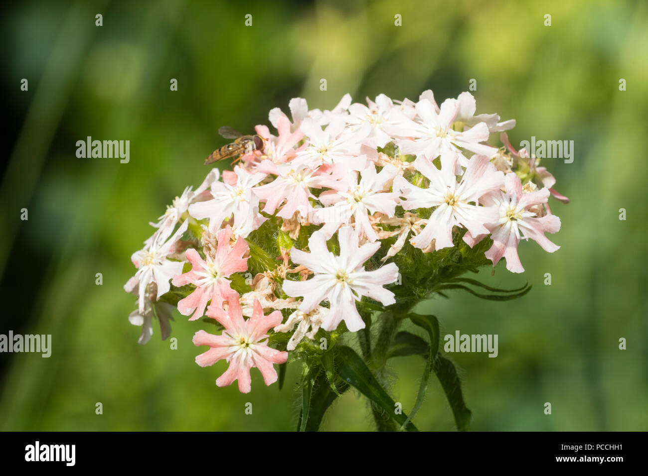 Lychnis chalcedonica hi-res stock photography and images - Alamy