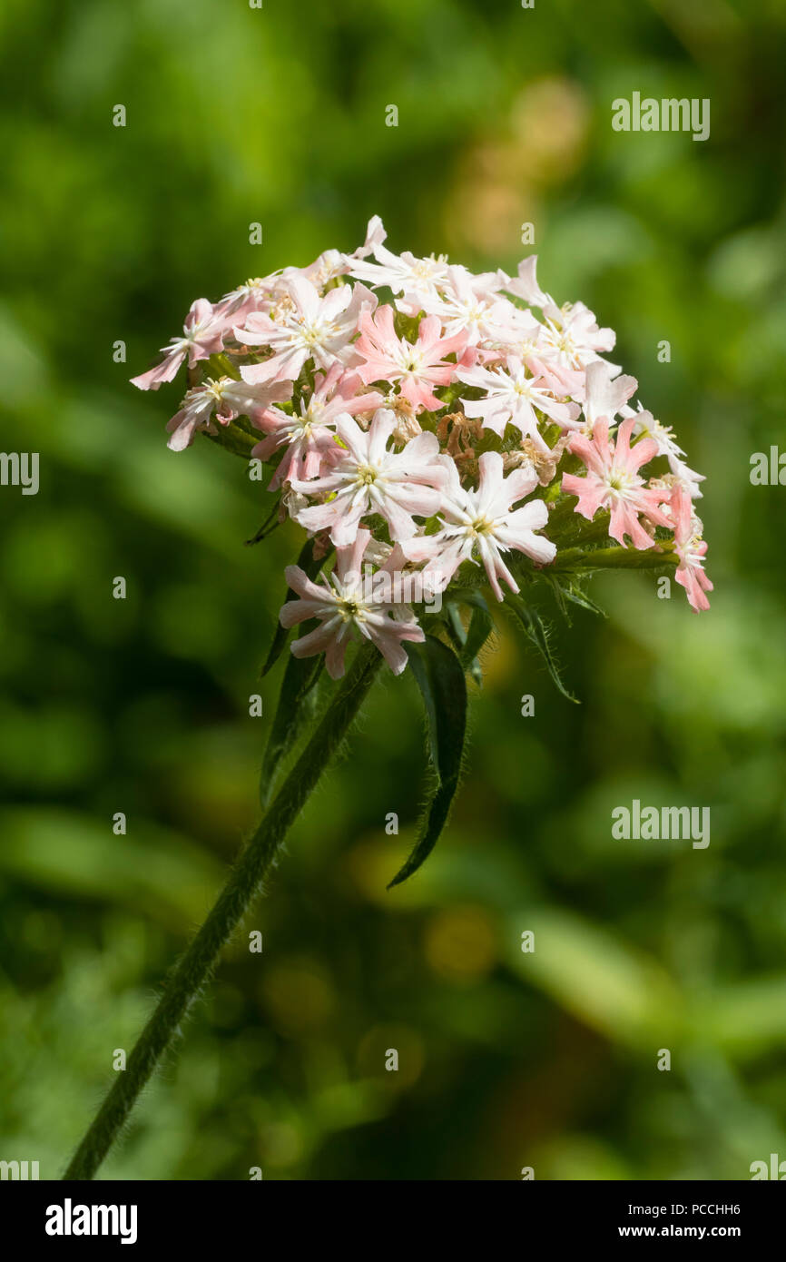 Perennial border hi-res stock photography and images - Alamy