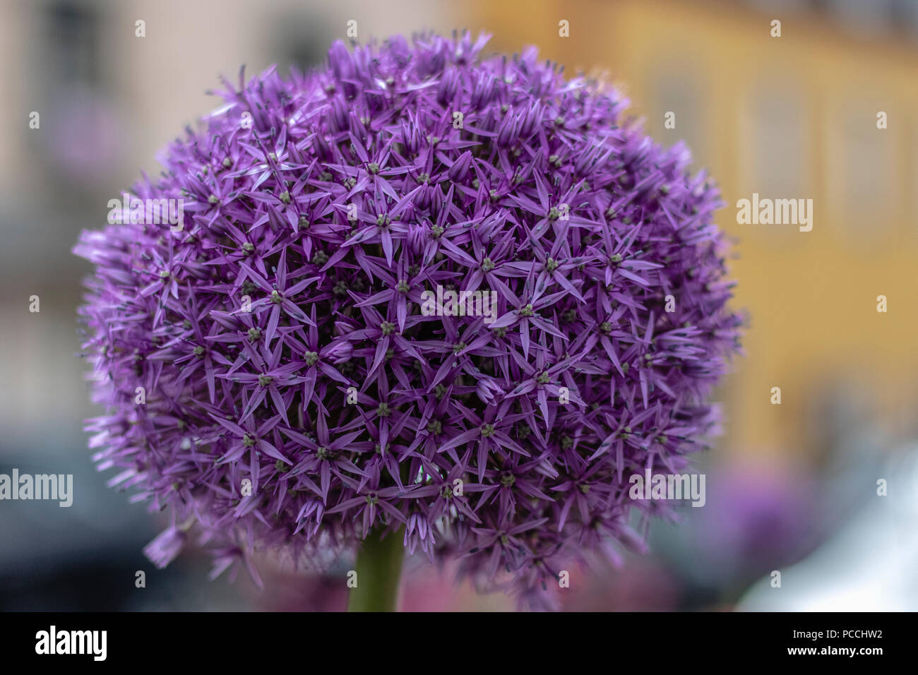 Allium blooms hi-res stock photography and images - Alamy