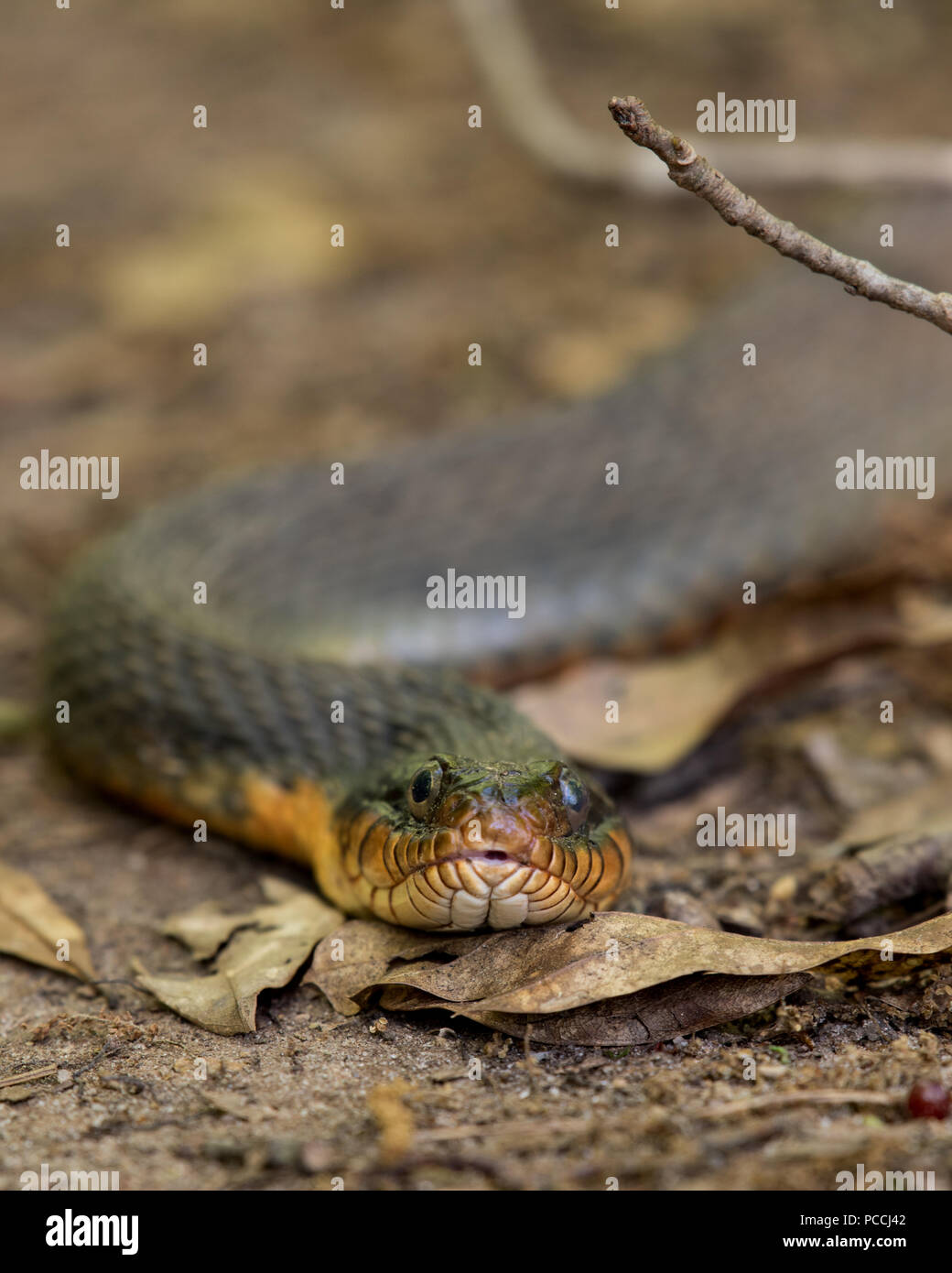Snake face hi-res stock photography and images - Alamy