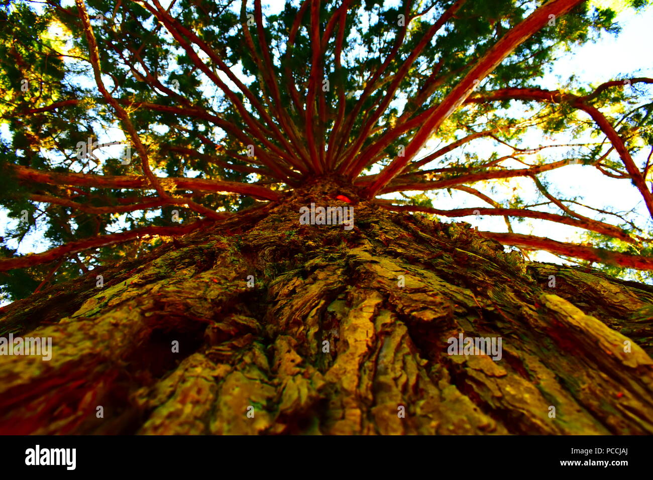 Sequoiadendron giganteum is the sole living species in the genus ...