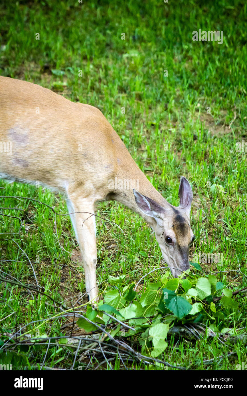Mature white tailed doe hi-res stock photography and images - Alamy
