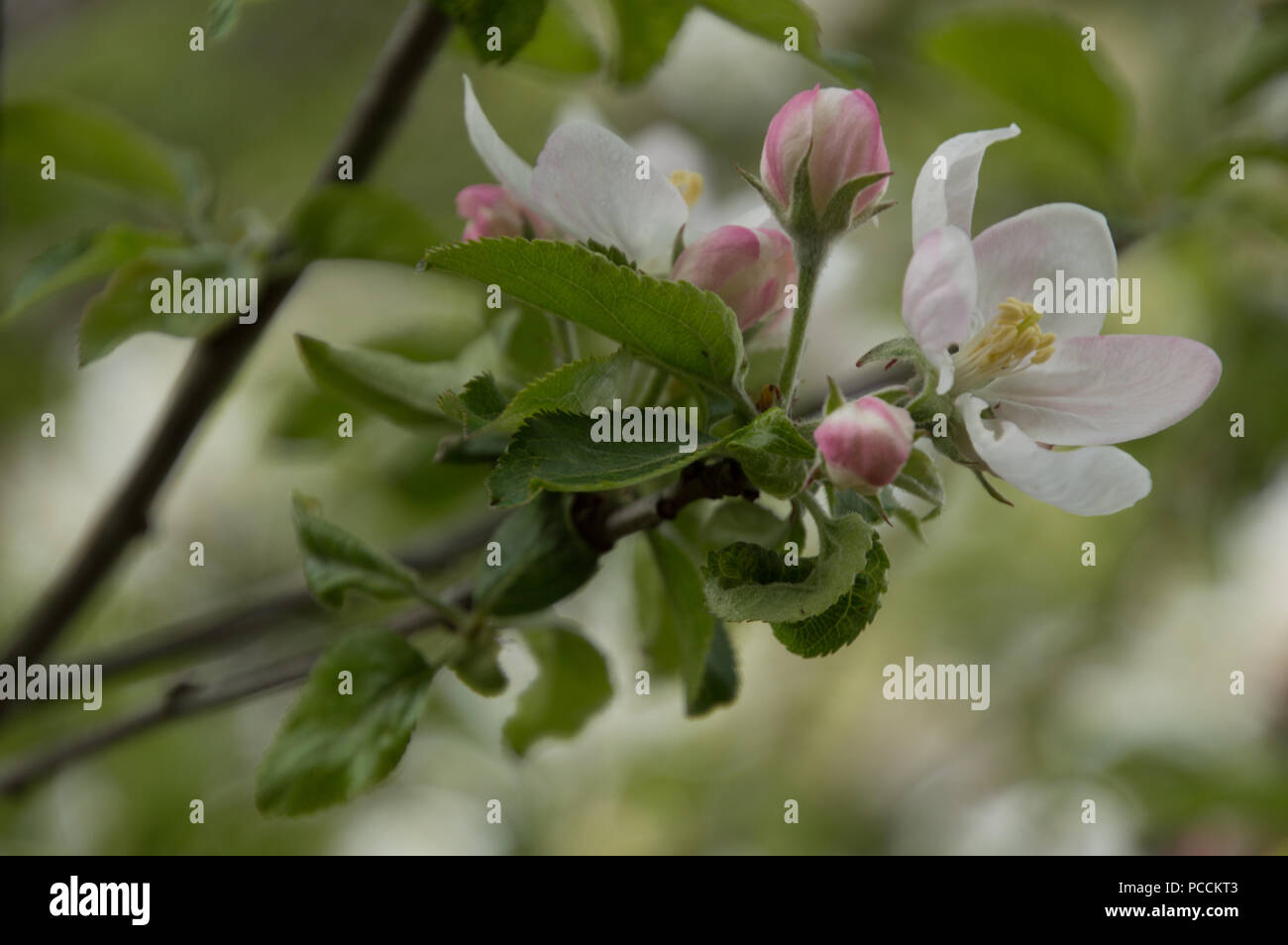 Closeup of spring apple blossom on trees, pink and white open flowers ...
