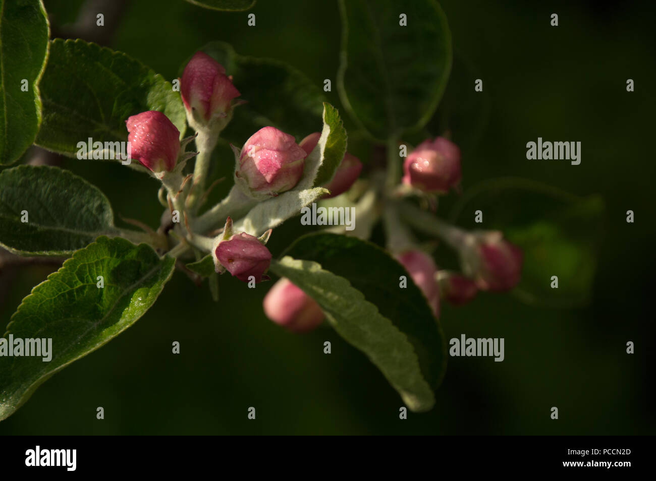Closeup of spring apple blossom on trees, pink and white open flowers ...