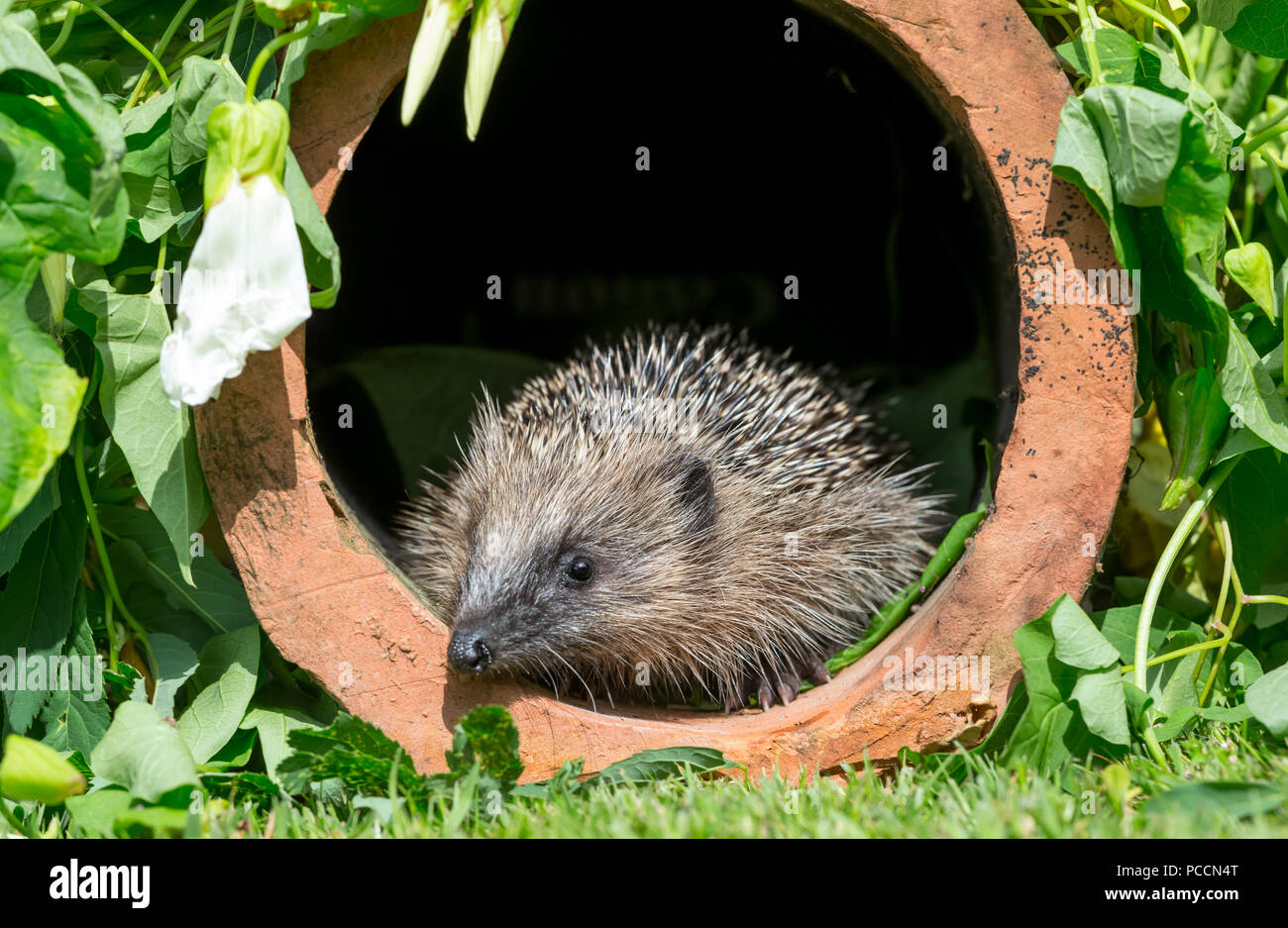 Rare drainage pipe hi-res stock photography and images - Alamy