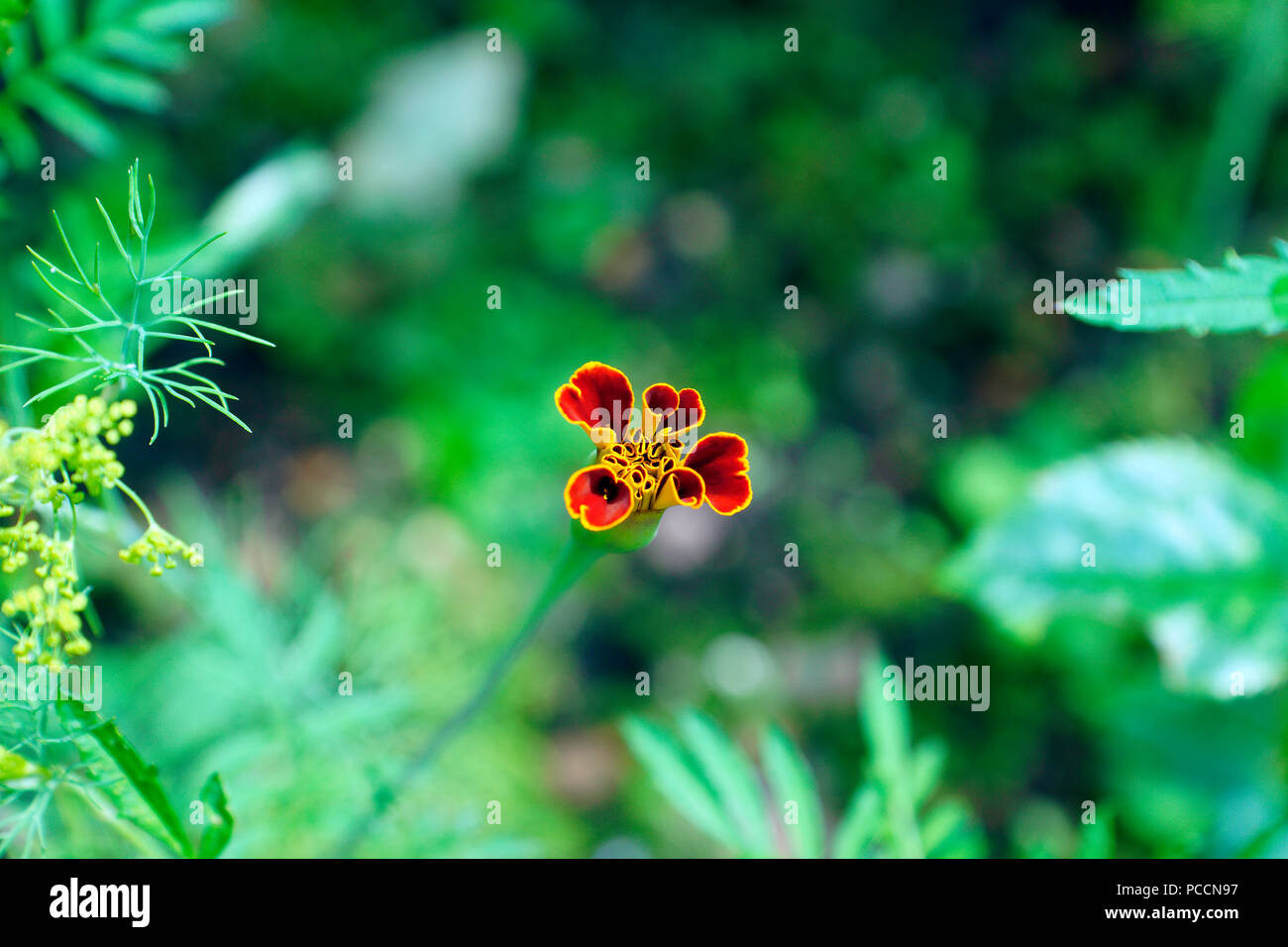 Scottish gold rush hi-res stock photography and images - Alamy