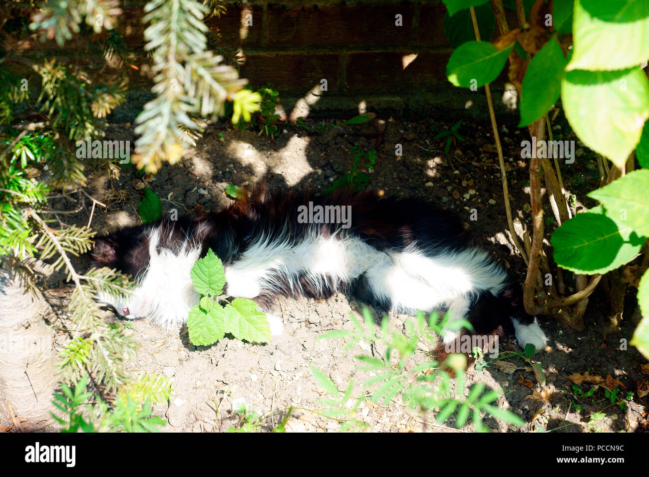 TWINKLE THE CAT Stock Photo - Alamy