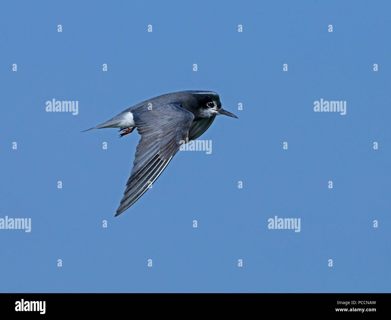 Black tern breeding hi-res stock photography and images - Alamy