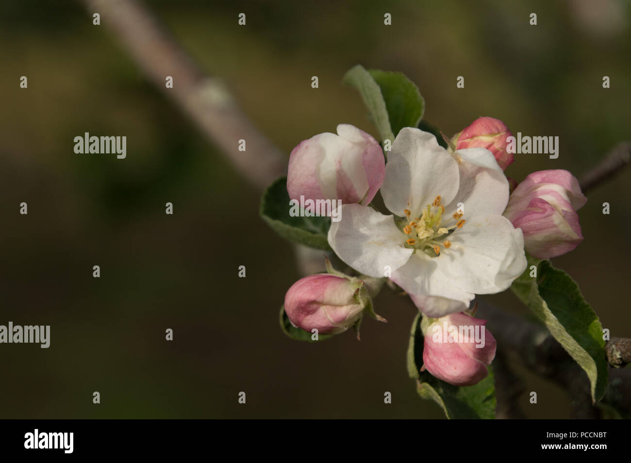Closeup of spring apple blossom on trees, pink and white open flowers ...