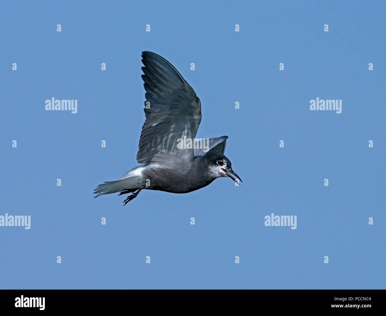 Black tern breeding plumage hi-res stock photography and images - Alamy