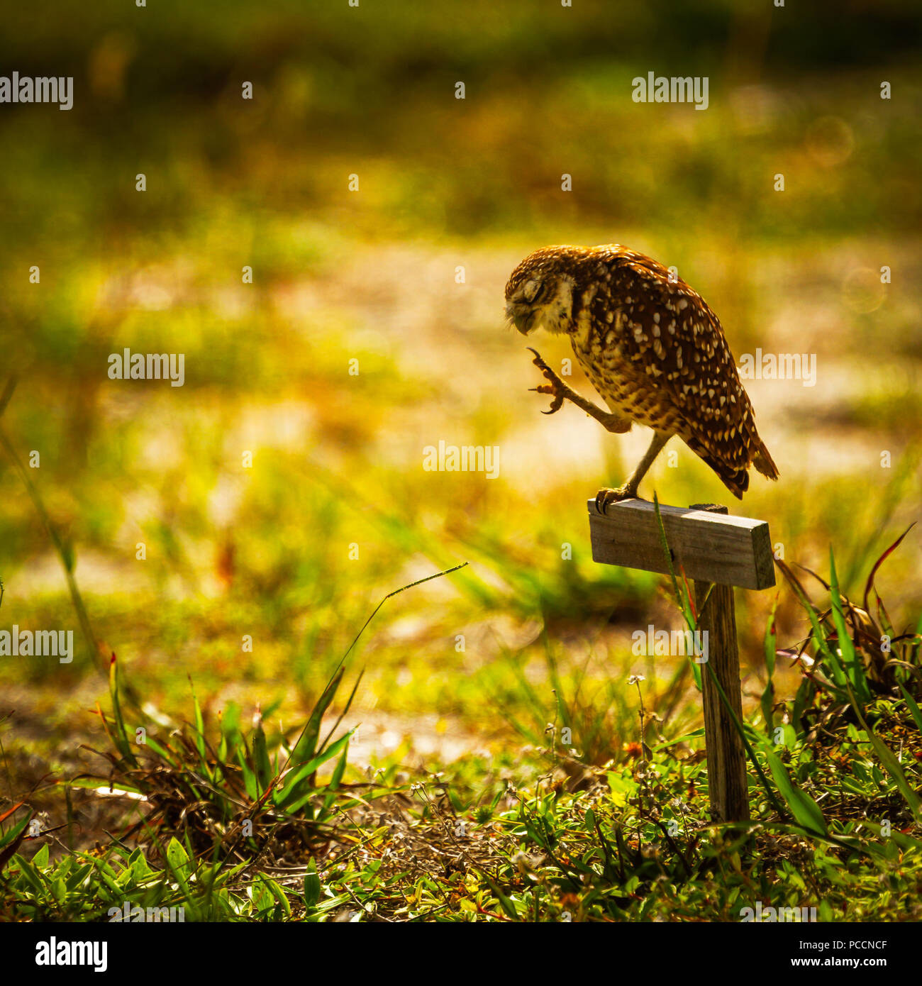 Florida Burrowing Owl Stock Photo - Alamy