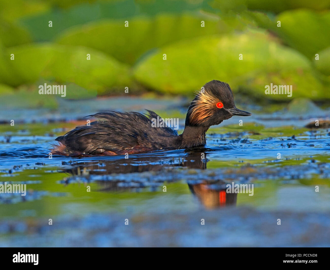 Black necked grebe breeding hi-res stock photography and images - Alamy