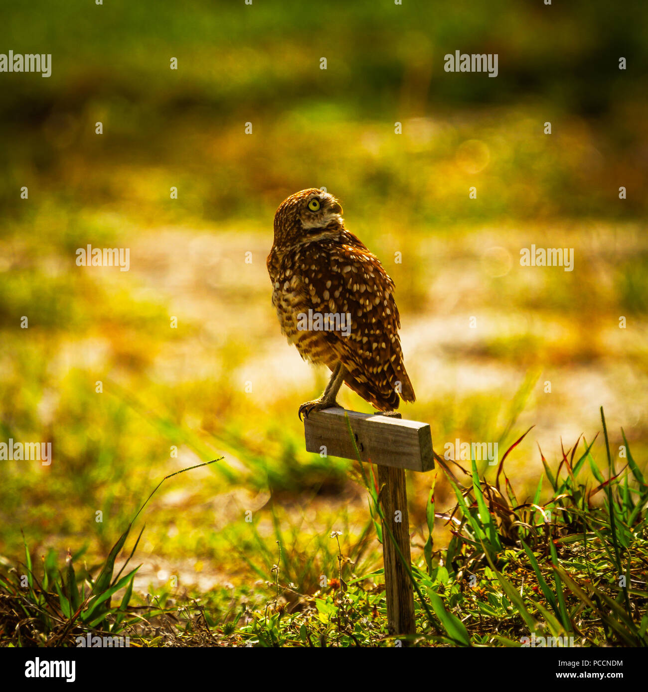 Florida Burrowing Owl Stock Photo - Alamy