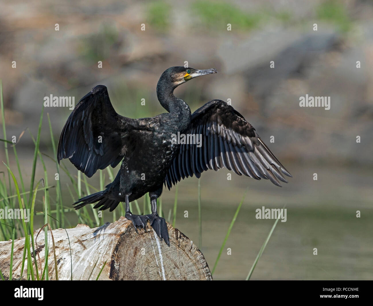 Great cormorant in breeding plumage drying wings Stock Photo - Alamy