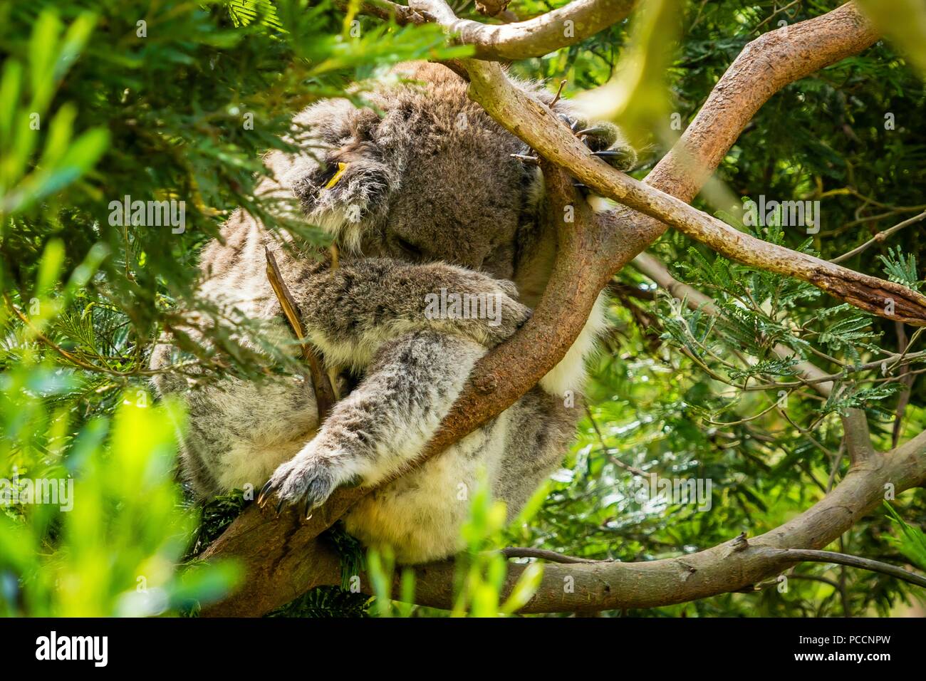 Close-up of a koala having a nap in a tree Stock Photo - Alamy