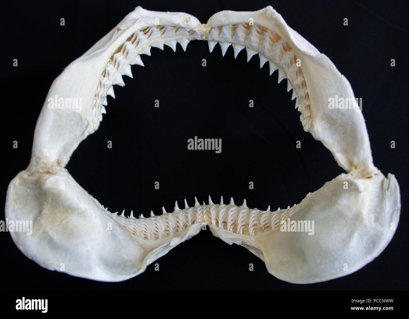 Shark jaw black background Stock Photo - Alamy