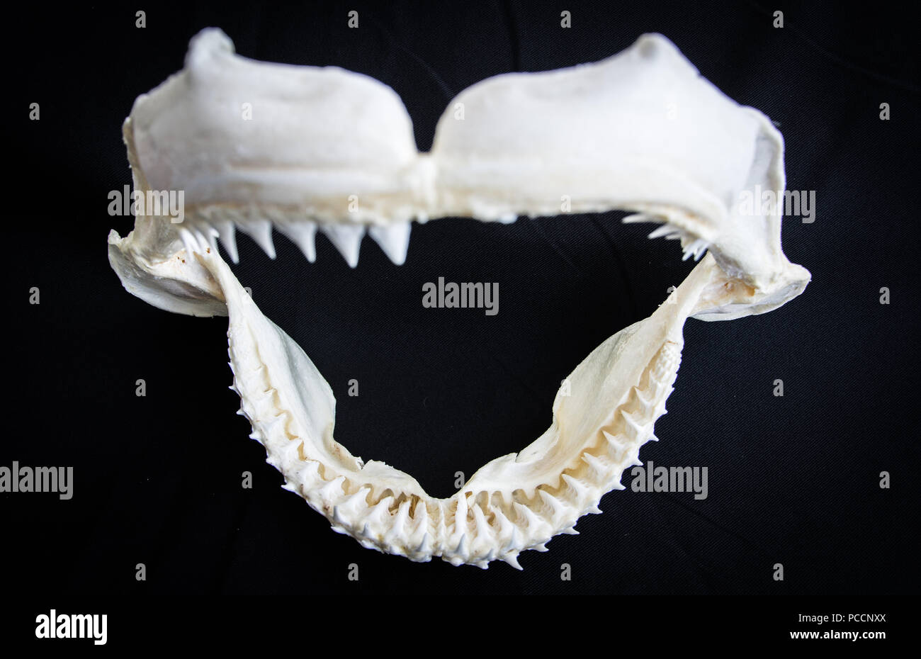 Hammerhead Shark Jaw