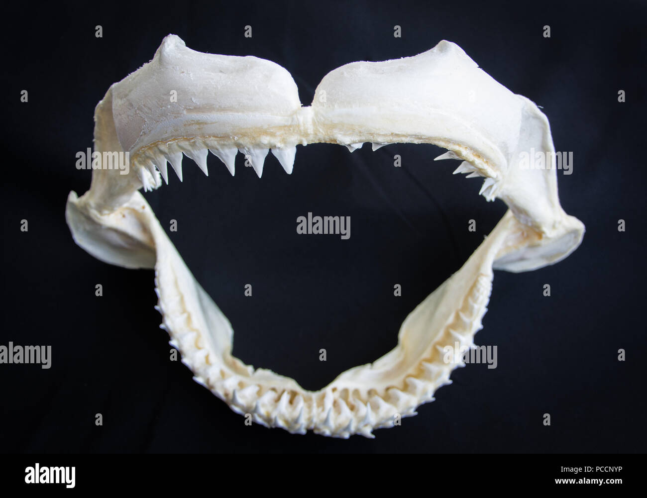 Shark jaw black background Stock Photo - Alamy
