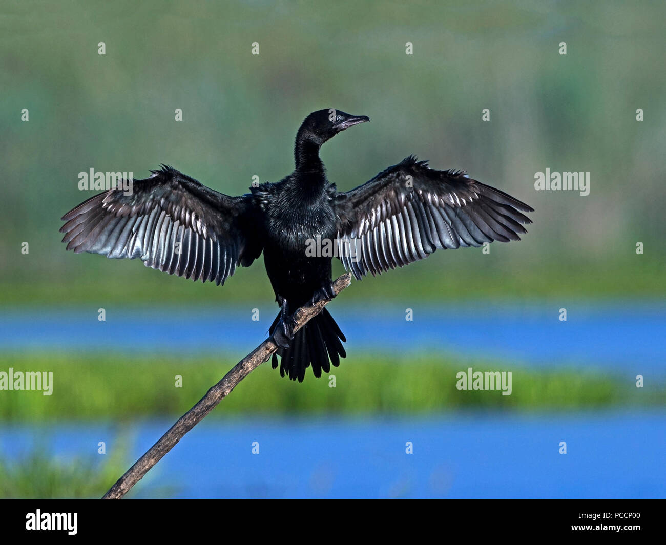 Birds drying wings hi-res stock photography and images - Alamy