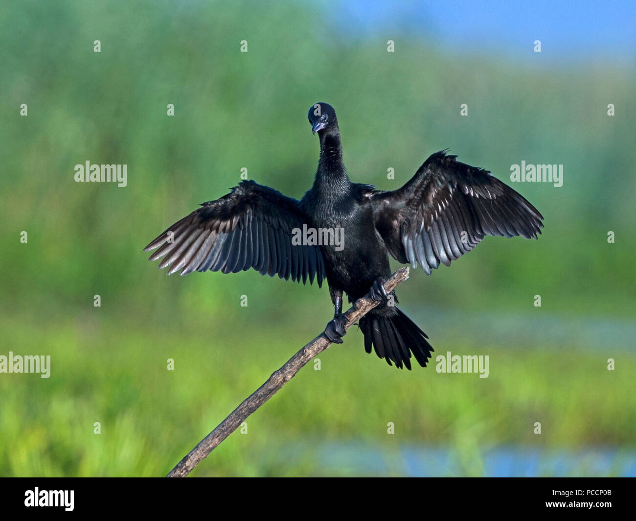 Birds drying wings hi-res stock photography and images - Alamy