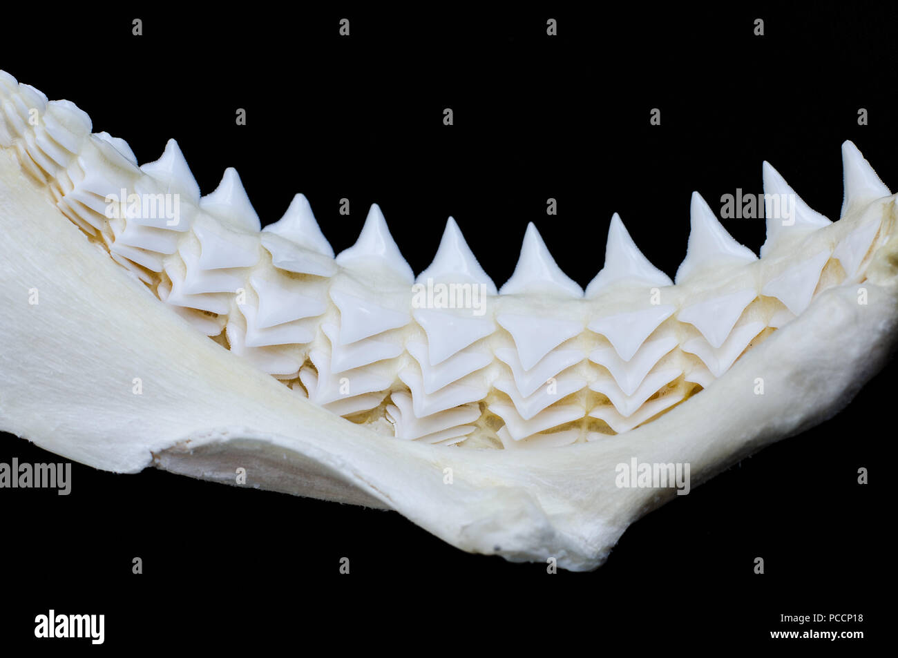 Shark jaw black background Stock Photo - Alamy