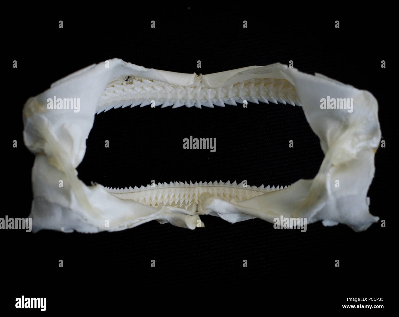 Shark jaw black background Stock Photo - Alamy