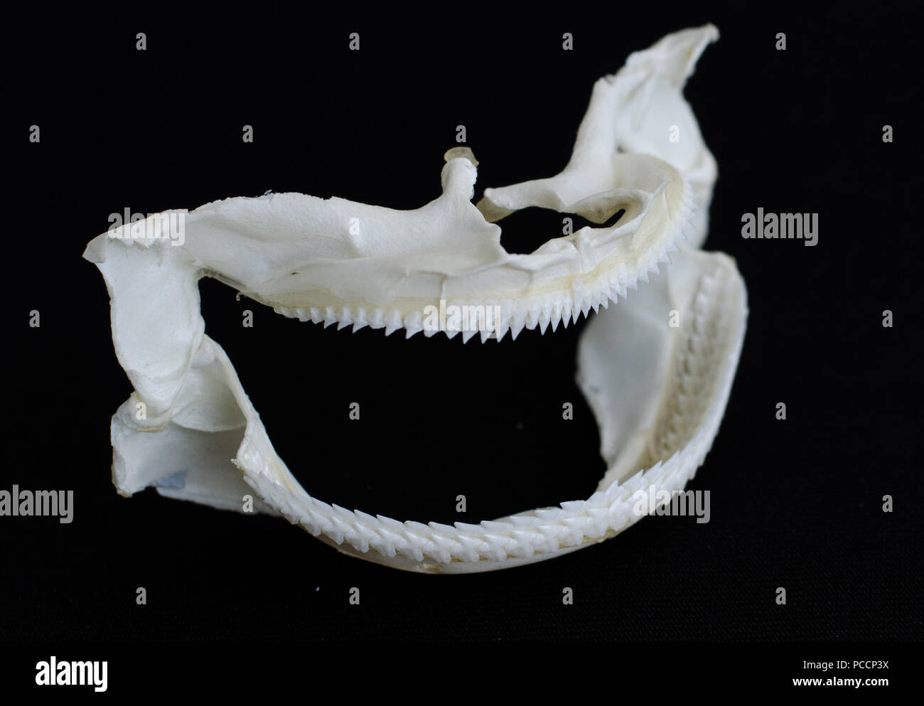 Shark jaw black background Stock Photo - Alamy