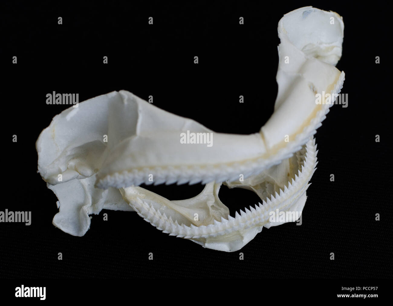 Shark jaw black background Stock Photo - Alamy