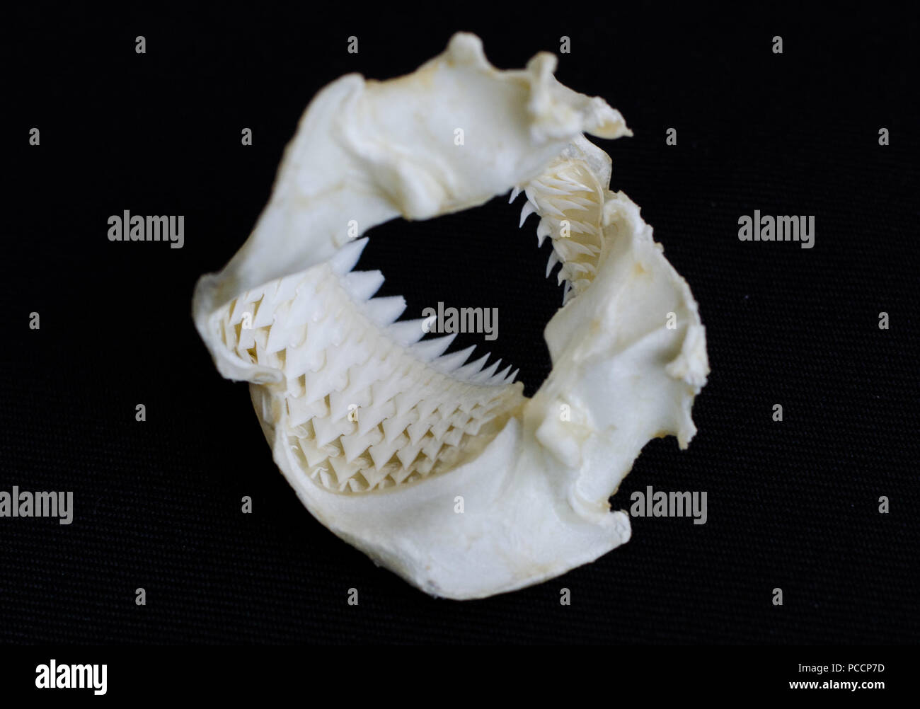 Shark jaw black background Stock Photo - Alamy