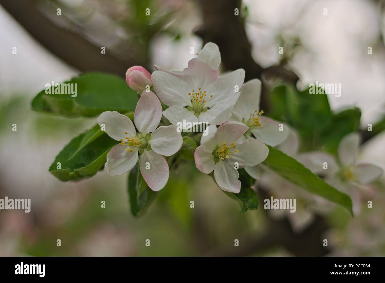 Spring time close up hi-res stock photography and images - Alamy