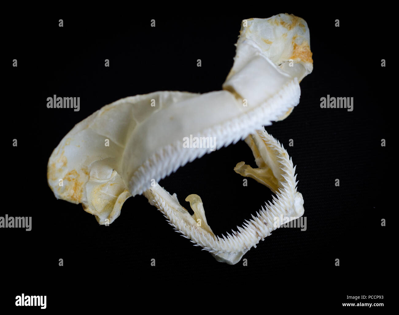 Shark jaw black background Stock Photo - Alamy