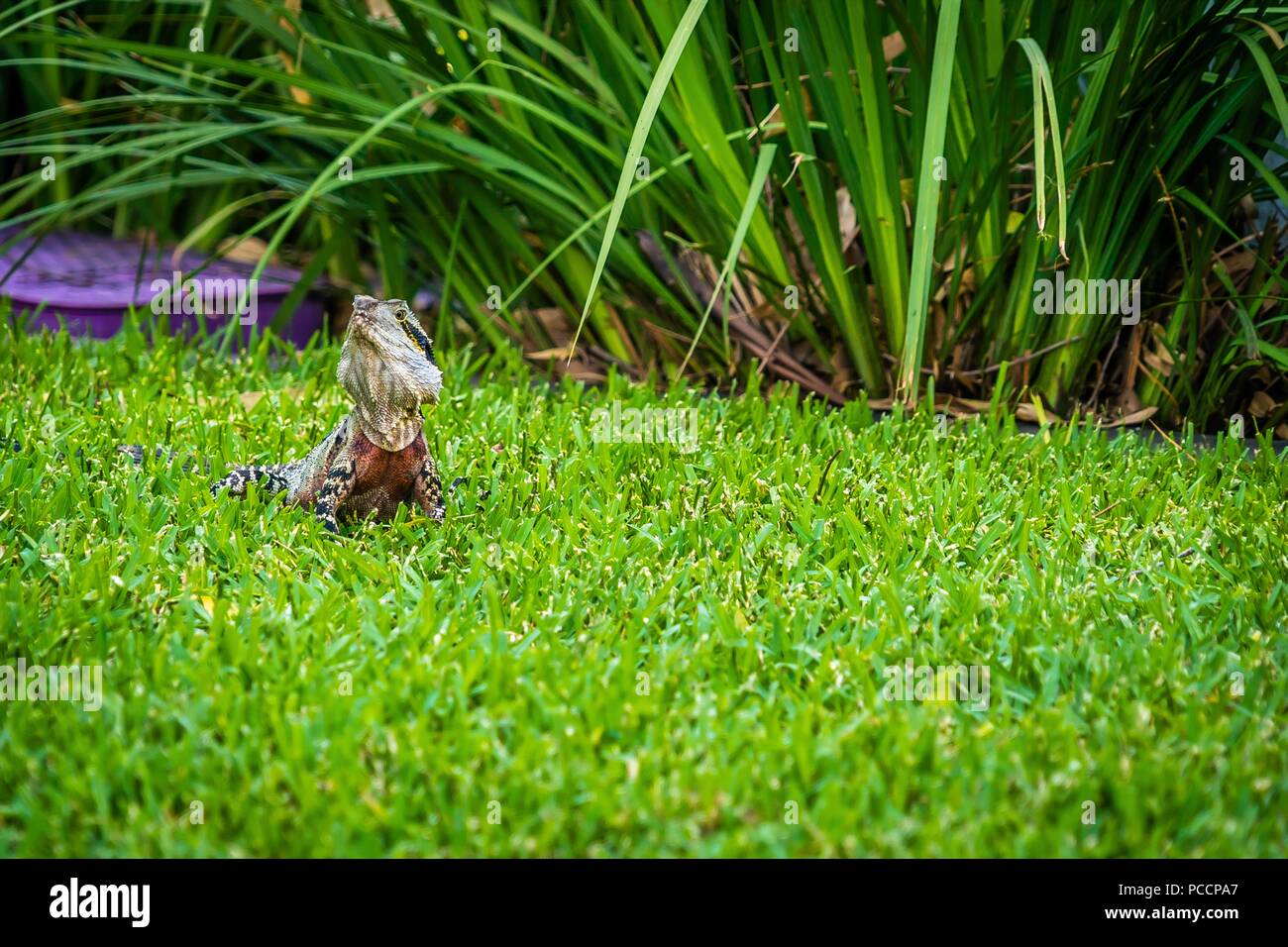 Australian water dragon Physignathus lesueurii in Brisbane Stock Photo ...