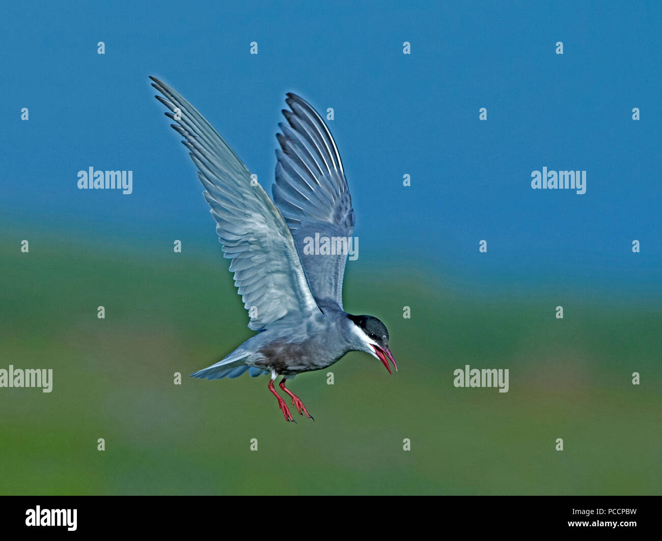 Whiskered tern in breeding plumage in flight Stock Photo - Alamy