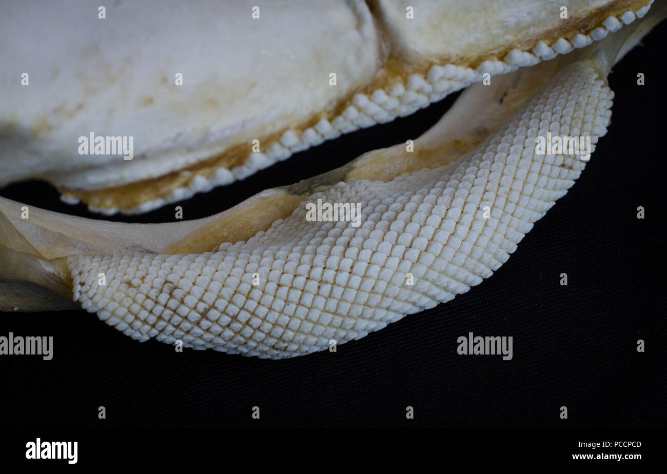 Shark skeleton hi-res stock photography and images - Alamy