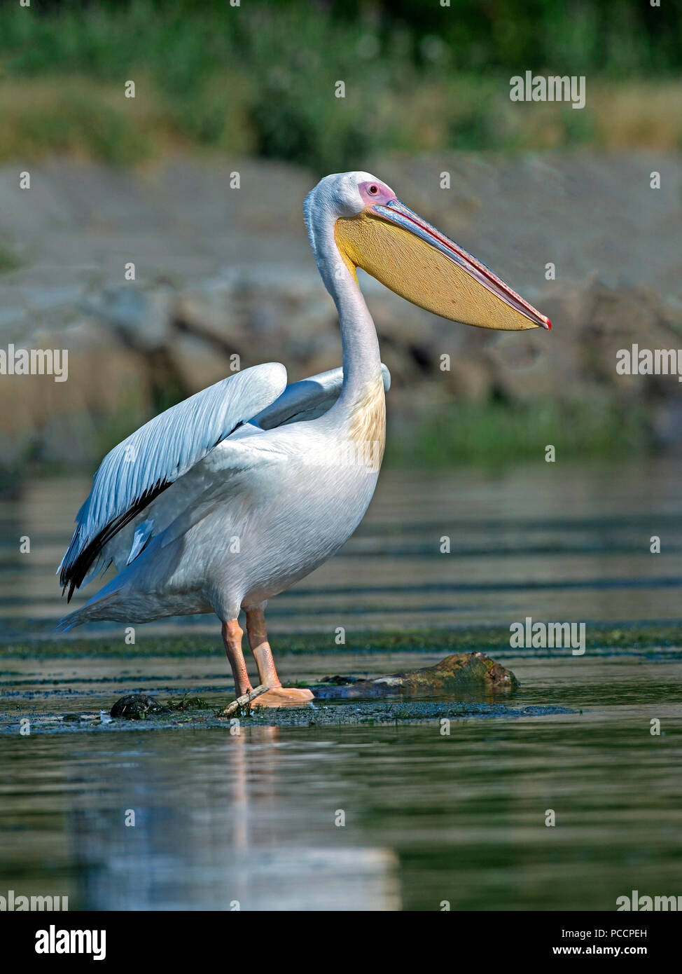Male white pelican in breeding plumage standing Stock Photo - Alamy
