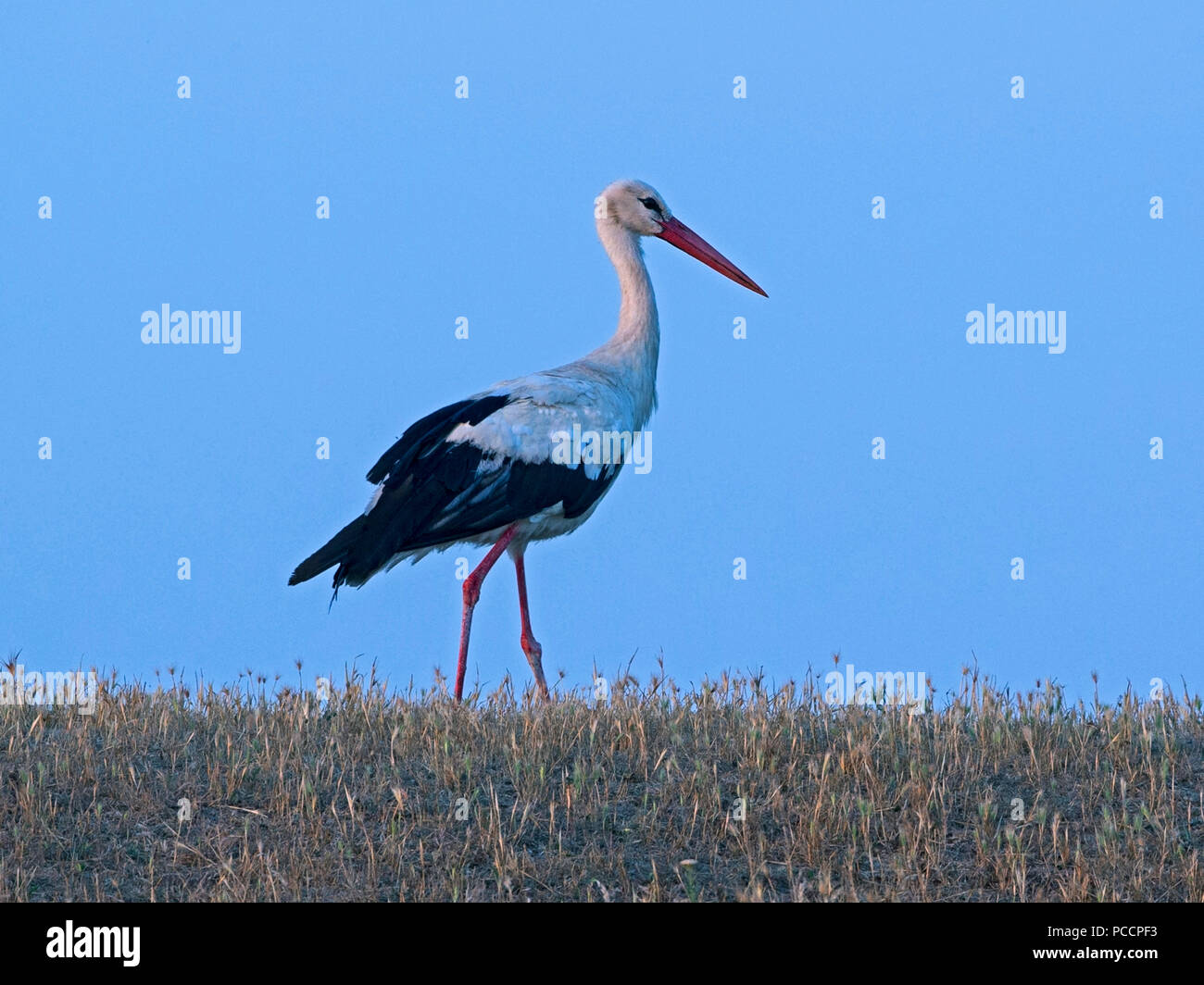 White stork standing Stock Photo - Alamy