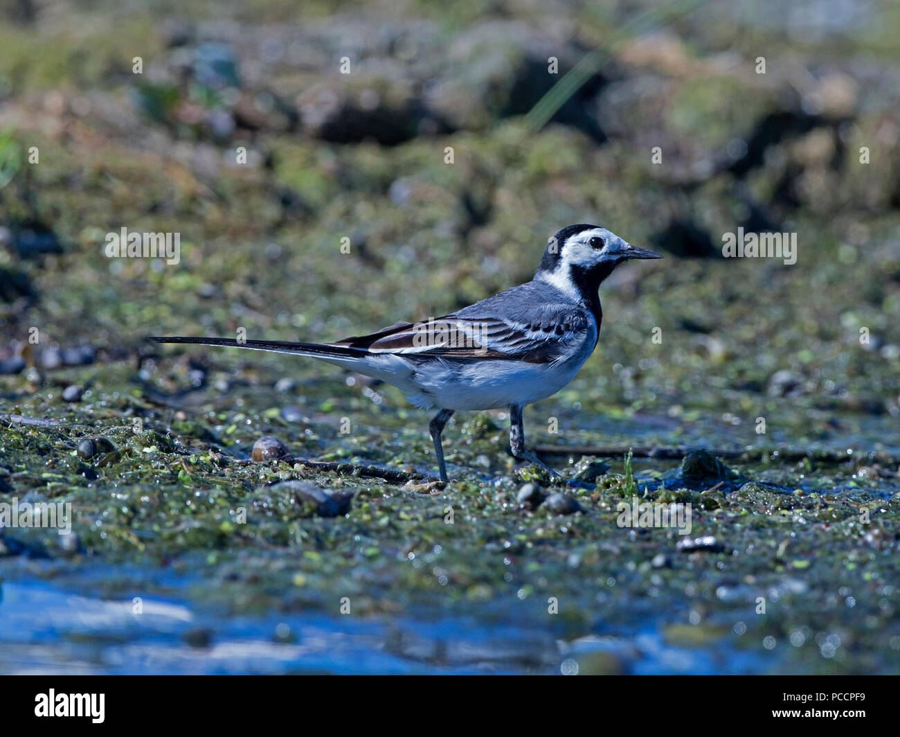 Male white wagtail in breeding plumage standing Stock Photo - Alamy