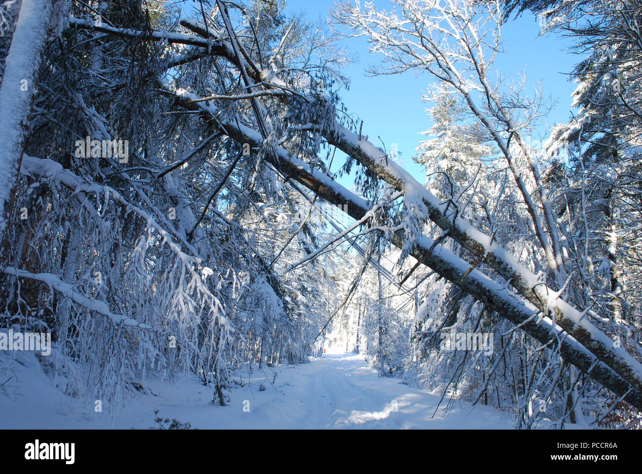 Cold snowy forest with trees fallen down from a brizzard Stock Photo ...