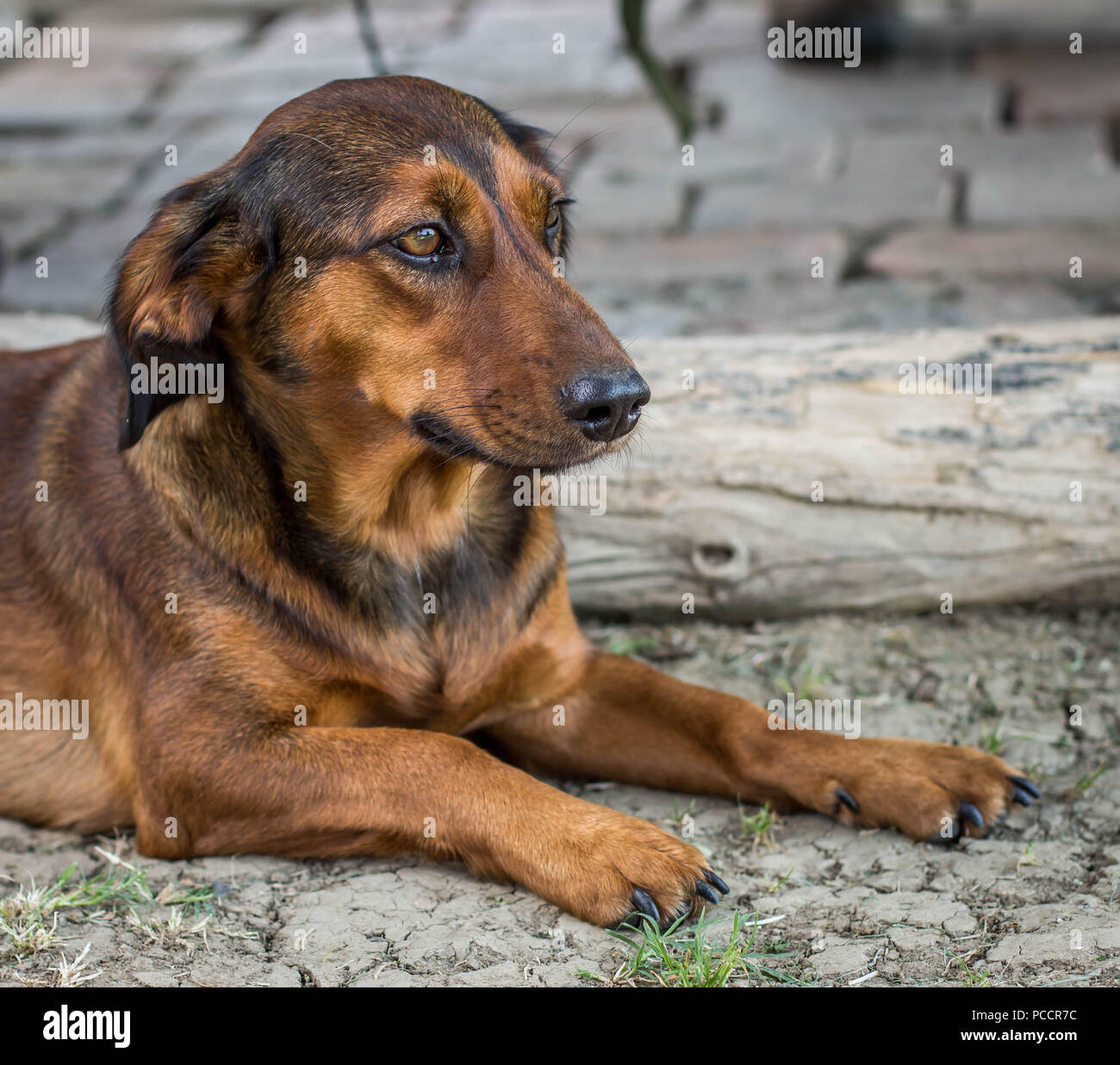 Stray marks hi-res stock photography and images - Alamy