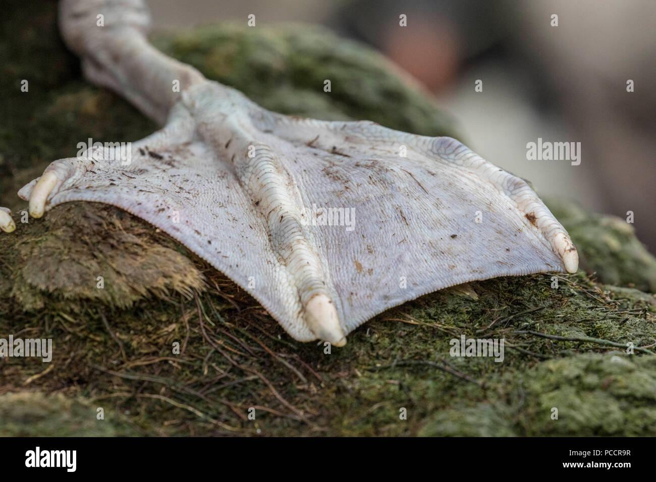 Closeup of webbed foot of a black browed albatross Stock Photo - Alamy