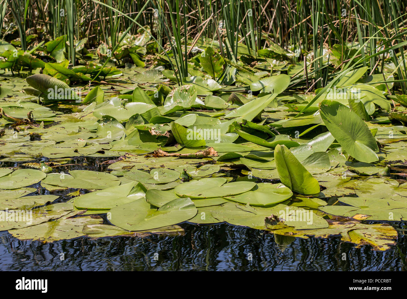 Floating leaves and yellow flowers of Nuphar lutea / yellow water lily ...