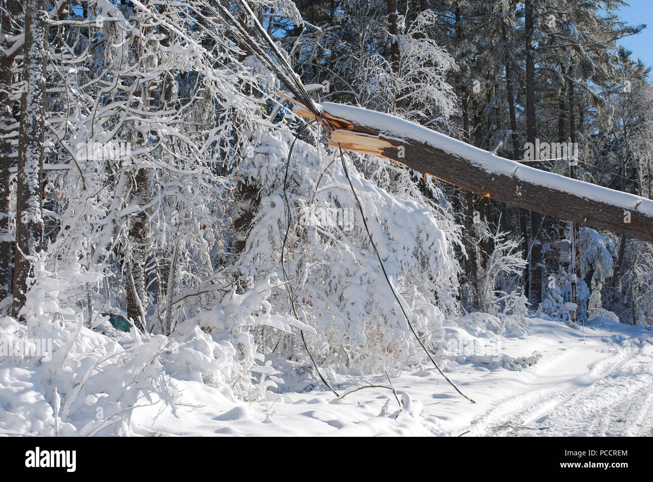 Blizzard damage hi-res stock photography and images - Alamy