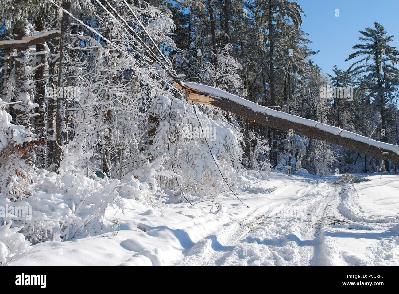 Large tree fallen over onto the power lines in massachusetts Stock ...