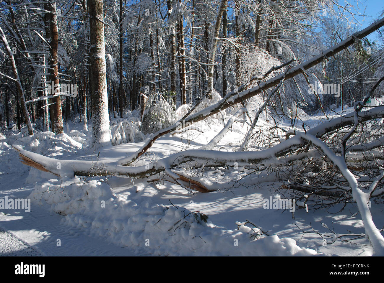Large tree that fell down because of a winter storm Stock Photo - Alamy