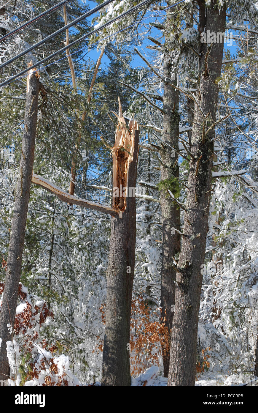Large tree that broke in half after a winter storm Stock Photo - Alamy