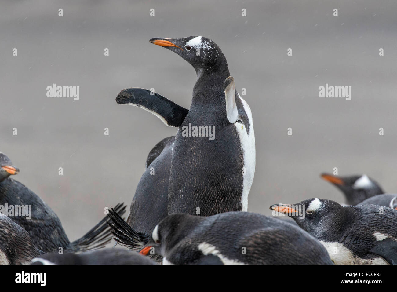 Predator of penguins hi-res stock photography and images - Alamy
