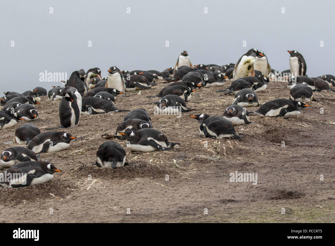 Predator of penguins hi-res stock photography and images - Alamy