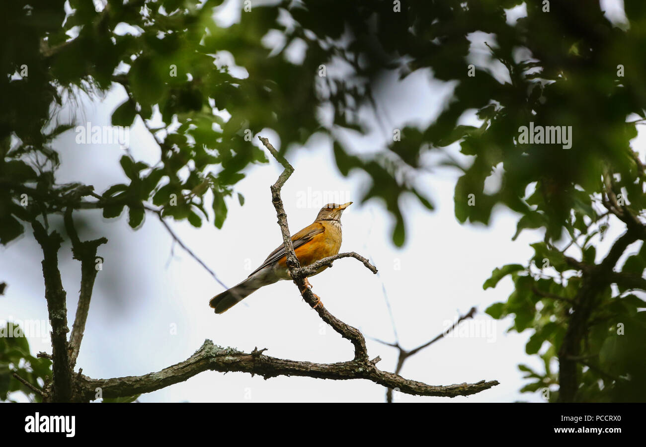 Nombre comun y cientifico hi-res stock photography and images - Alamy